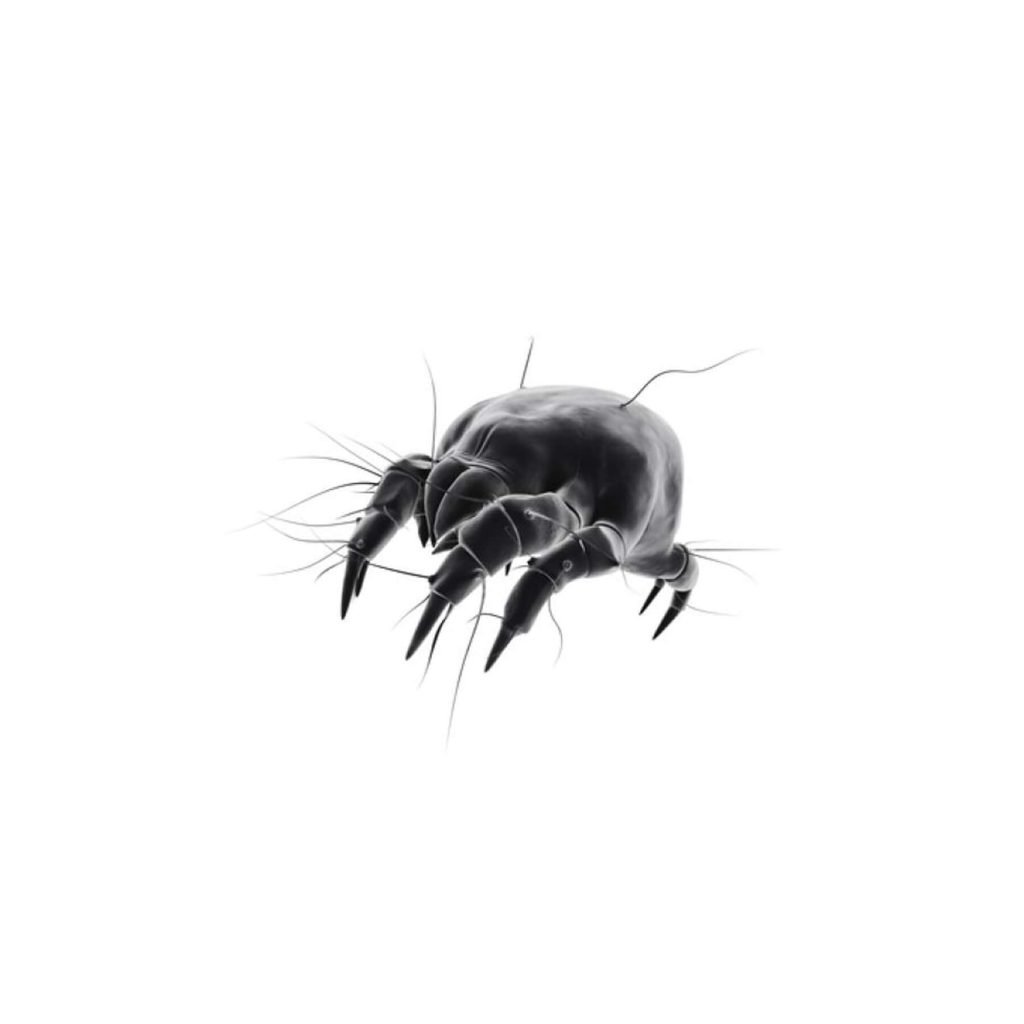 Consejos para prevención de plagas en el hogar - Pest Control
