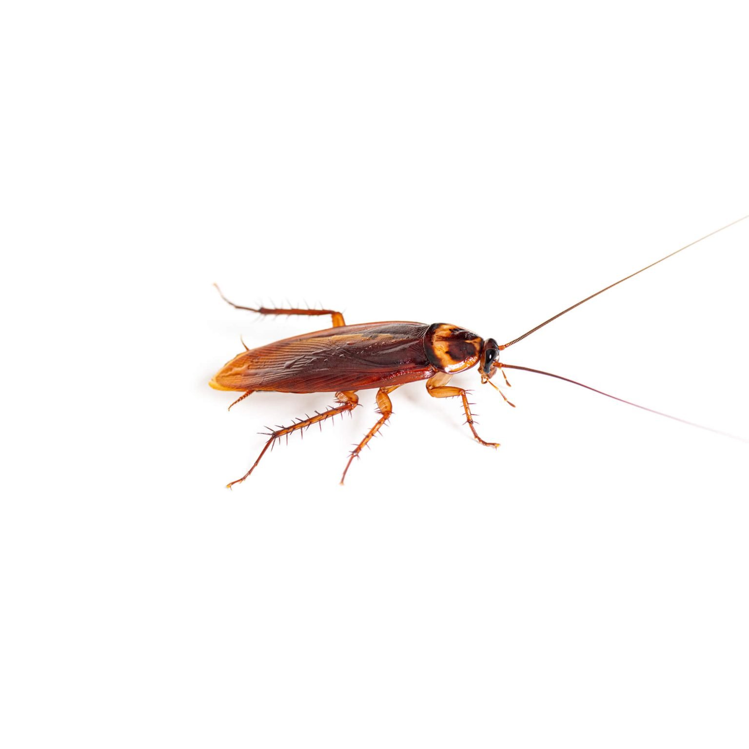 Control de plagas de cucarachas - Pest Control