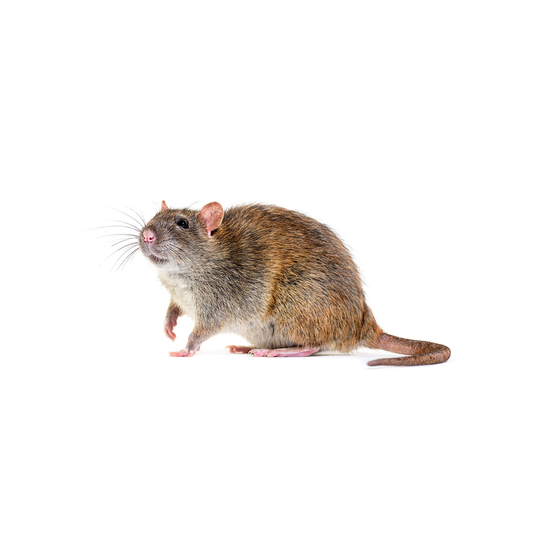 Control de Roedores - Pest Control